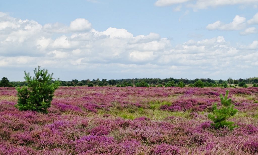 Wandelen in Noord-Brabant: de bloeiende heide van de Strabrechtse Heide