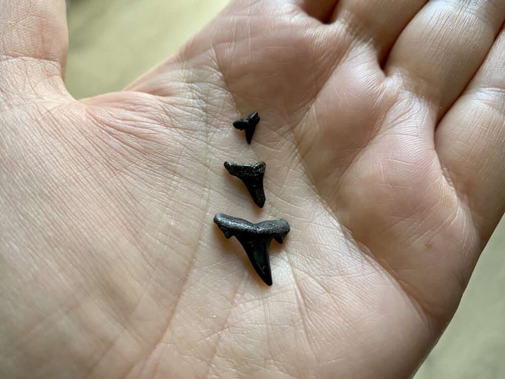 haaientanden-cadzand - Worldwife